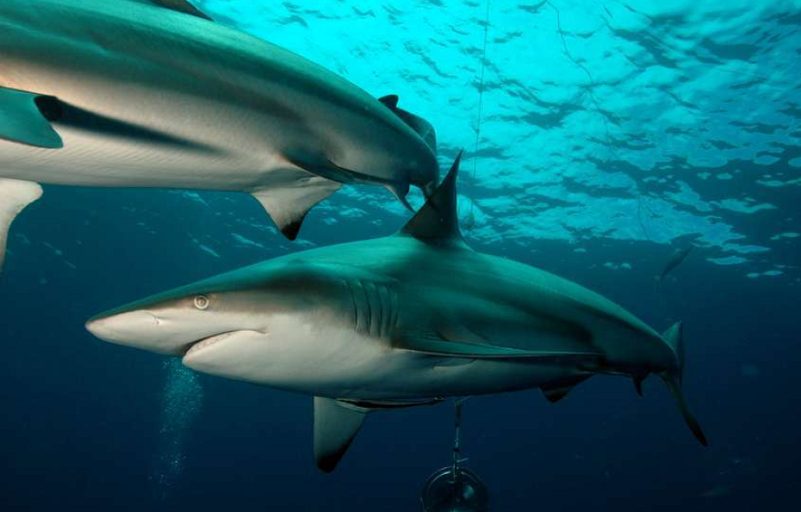 Attaques de requins aux Marquises : comment expliquer la série noire ...